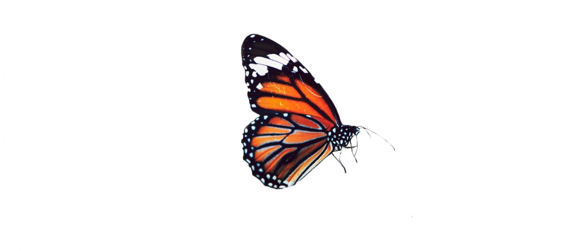 Make Image Background White | Remove Background from Photo Online ...