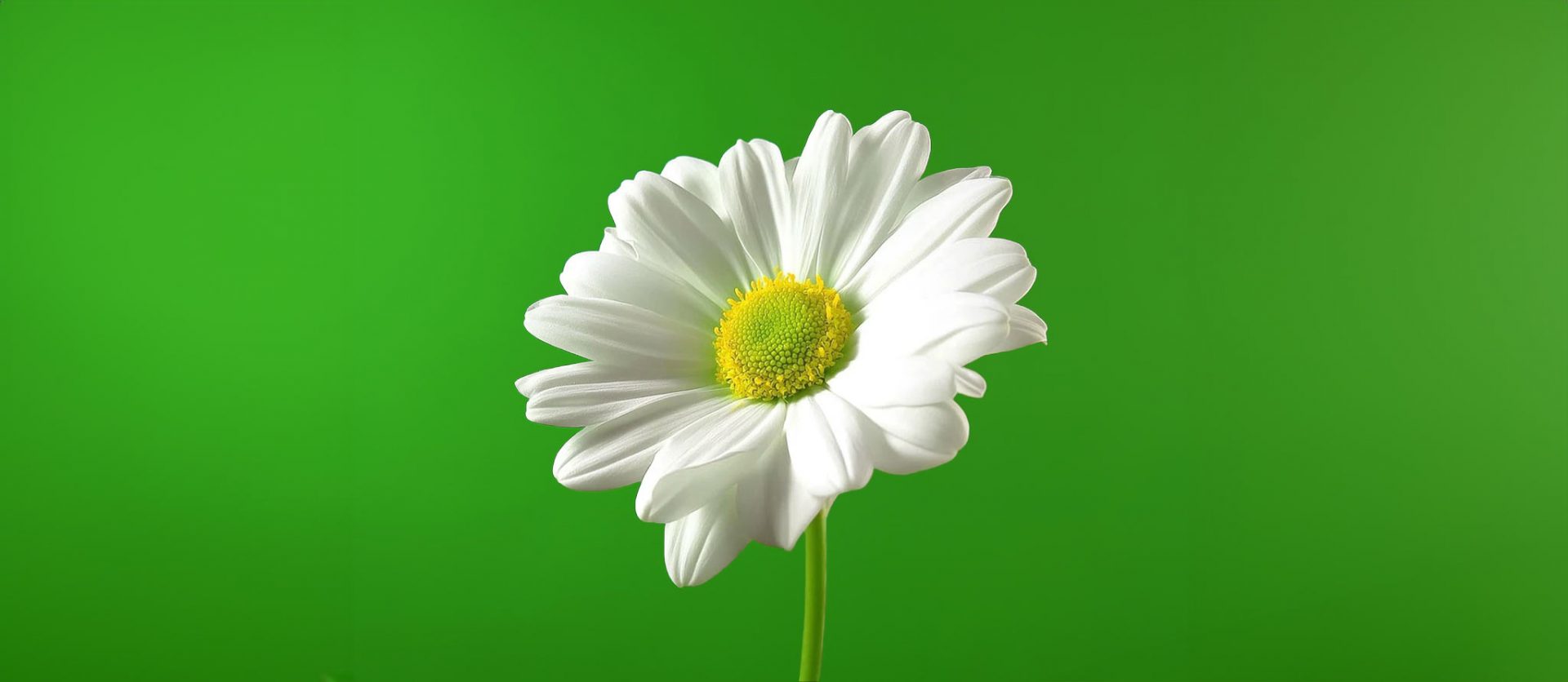 Replace Green Background in Image | Remove Green Screen from Photo ...