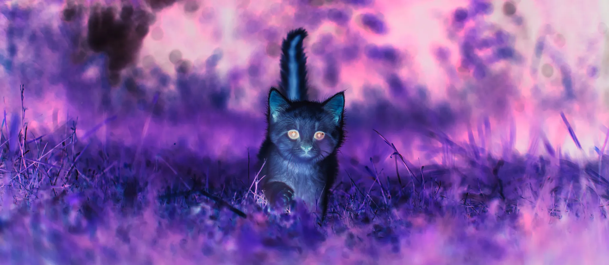 Make Image Negative | Invert Colors of Photo, Picture, or Illustration ...