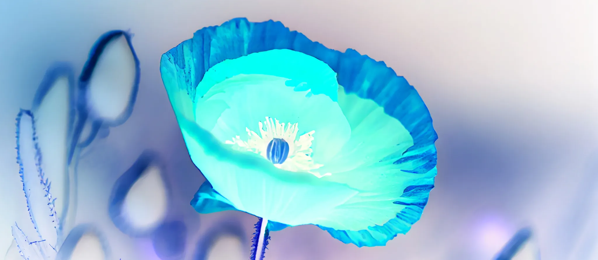 Make Image Negative | Invert Colors of Photo, Picture, or Illustration ...